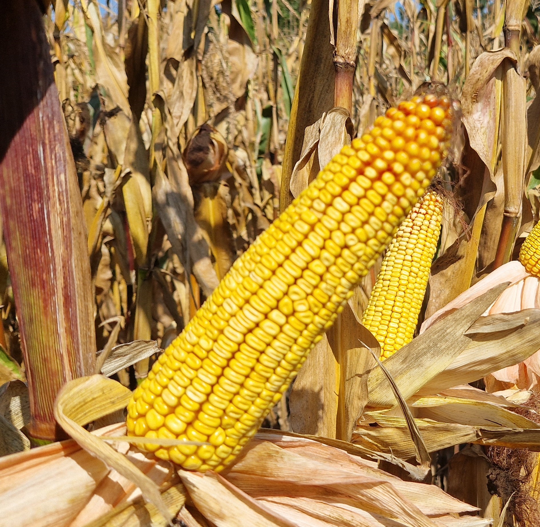 Zora LM csávázott rendelése - Primag